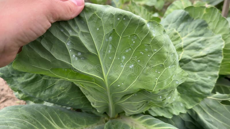 White Cabbage Leaves Underside with Cabbage Whitefly or Aleyrodes ...
