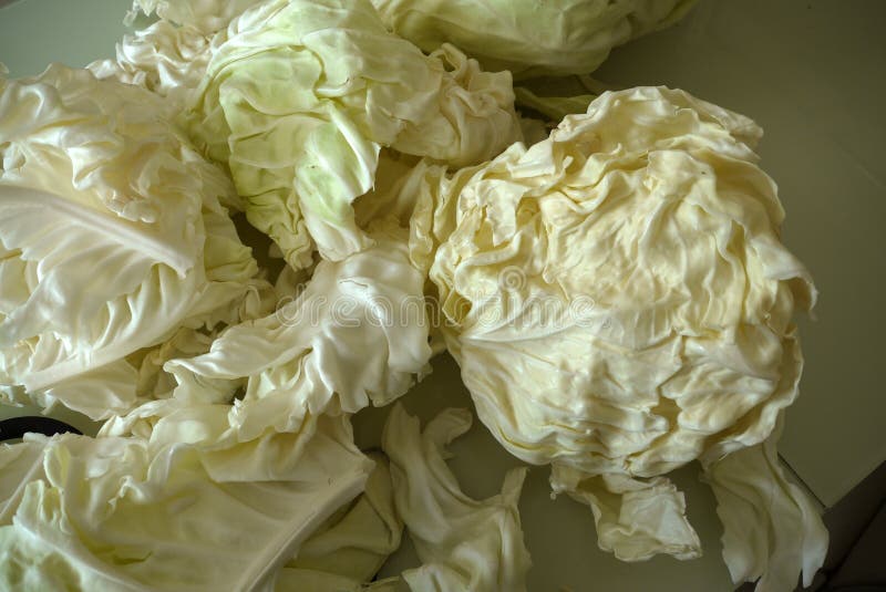 White Cabbage, White Cabbage for Making Stuffed Stock Photo - Image of ...