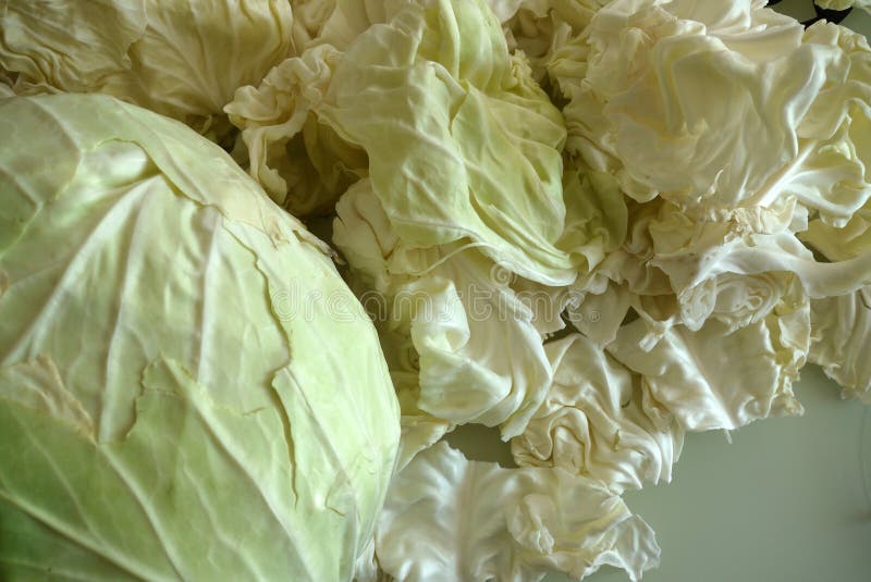White Cabbage for Making Stuffed,white Cabbage Cut into Pieces on the ...
