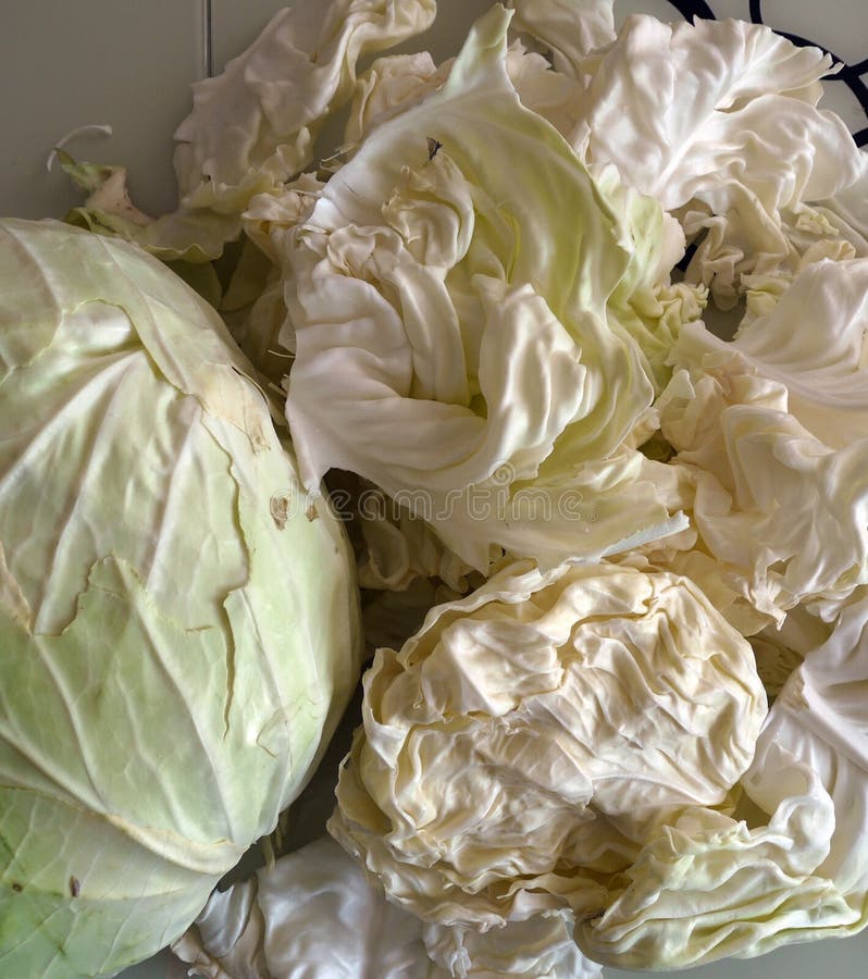 White Cabbage for Making Stuffed,white Cabbage Cut into Pieces on the ...