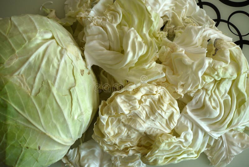 White Cabbage for Making Stuffed,white Cabbage Cut into Pieces on the ...