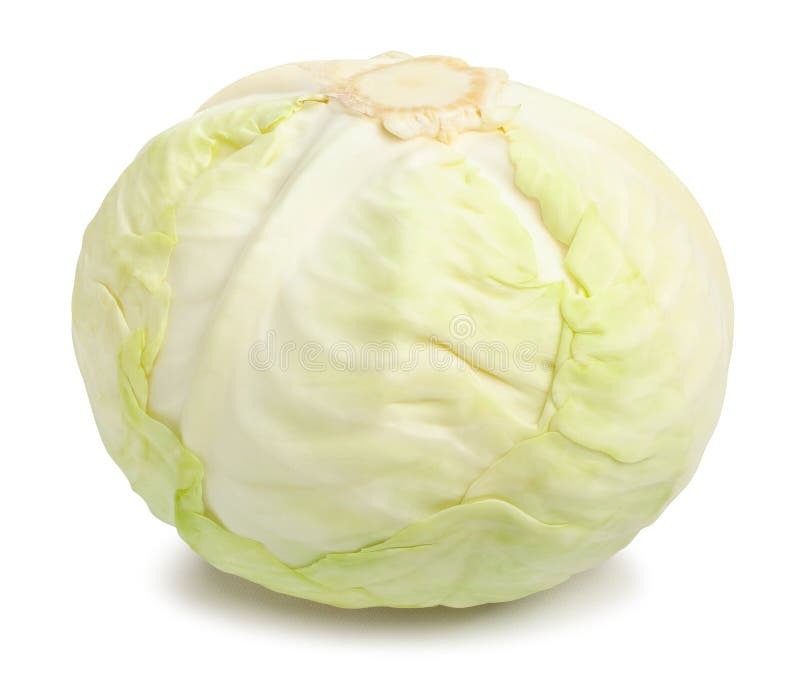 White cabbage stock photo. Image of bright, delicious - 83285204