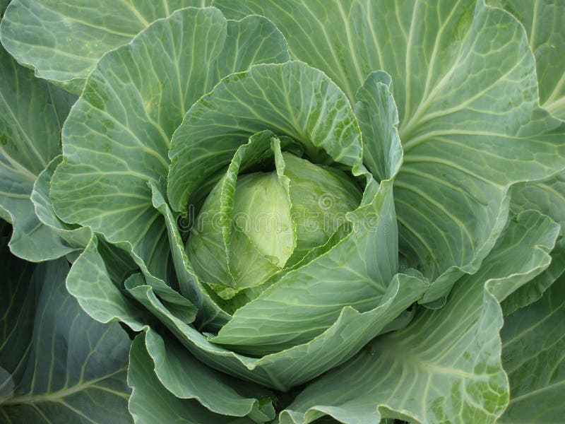 White Cabbage Plant - Field Stock Image - Image of leaf, minerals ...
