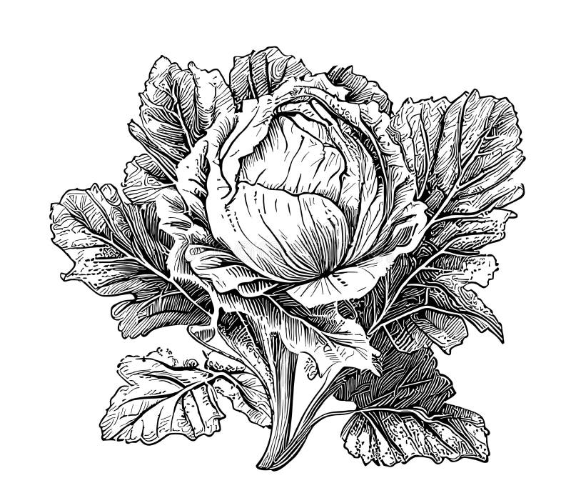 White Cabbage Sketch Hand Drawn Vector Illustration Stock Illustration ...