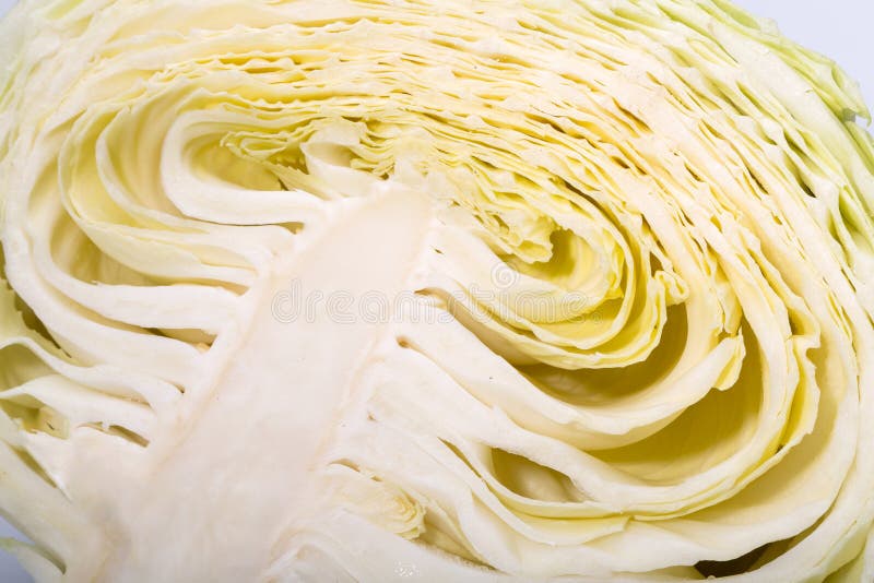 White cabbage stock image. Image of cabbage, bright, foliage - 45162969