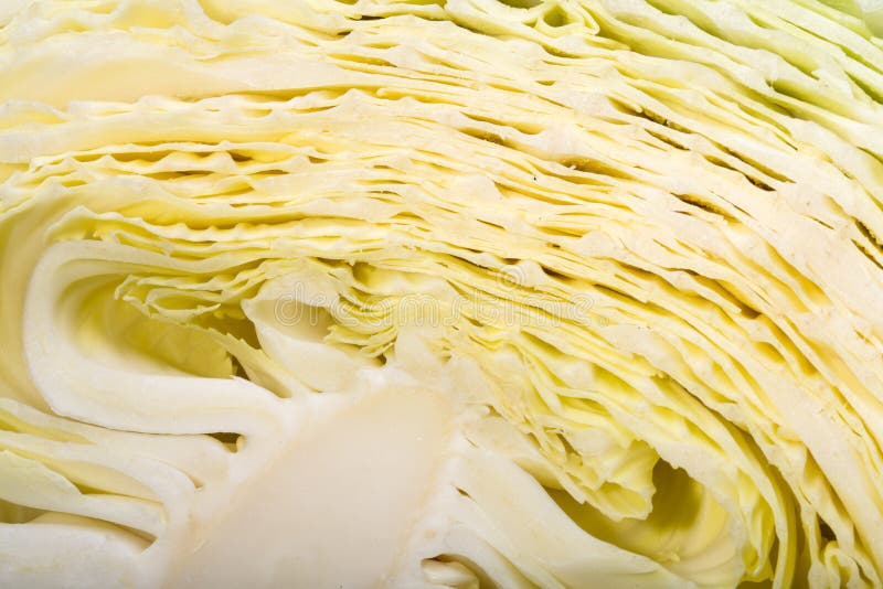 White cabbage stock photo. Image of foliage, meals, leaf - 48197408