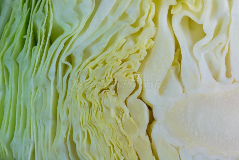 White cabbage, texture. stock image. Image of leaf, abstract - 60756481