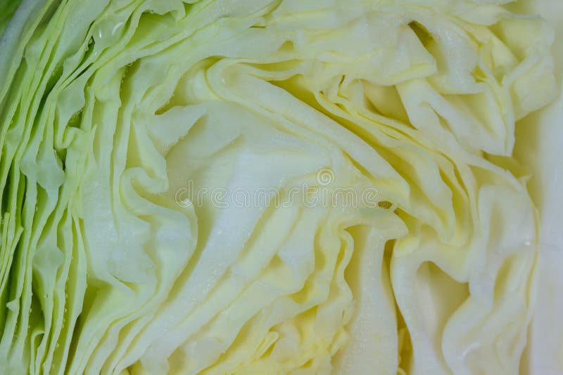 White cabbage, texture. stock image. Image of ingredient - 60756487