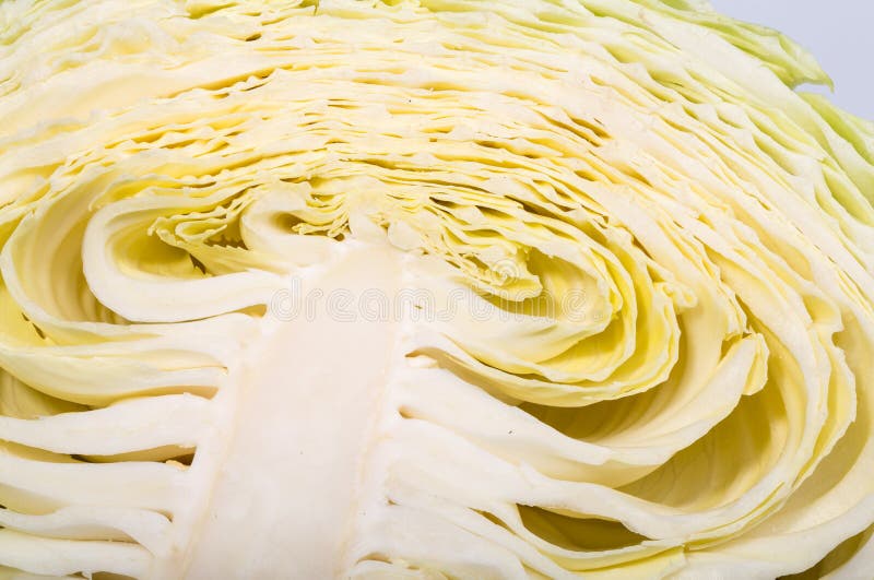 White cabbage, stock photo. Image of fresh, curly, kale - 68315818
