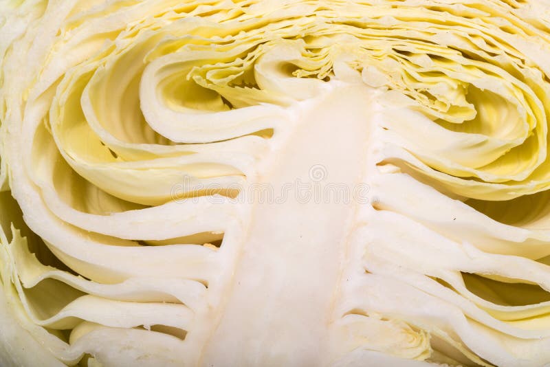 White cabbage stock photo. Image of healthy, ingredient - 69580666