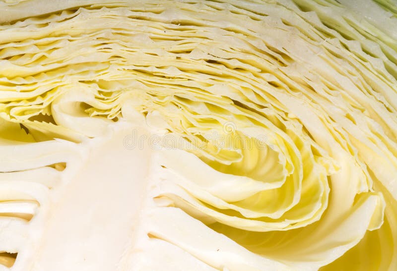 White cabbage stock image. Image of bright, ingredient - 71507003