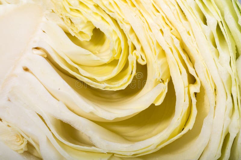 White cabbage stock photo. Image of head, isolated, dieting - 72242990