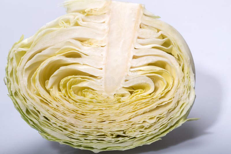 White cabbage, stock image. Image of closeup, macro, head - 75757741