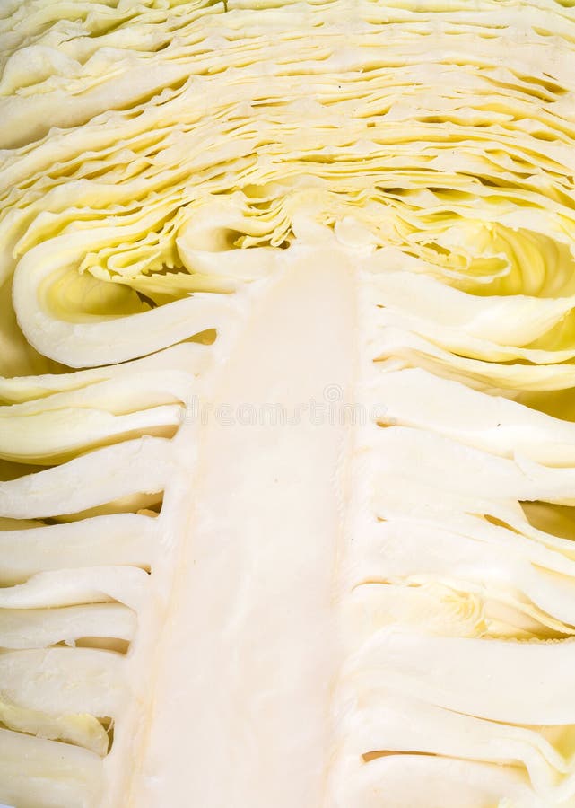 White Cabbage, Texture of Cut White Cabbage Showing Inside Curly ...