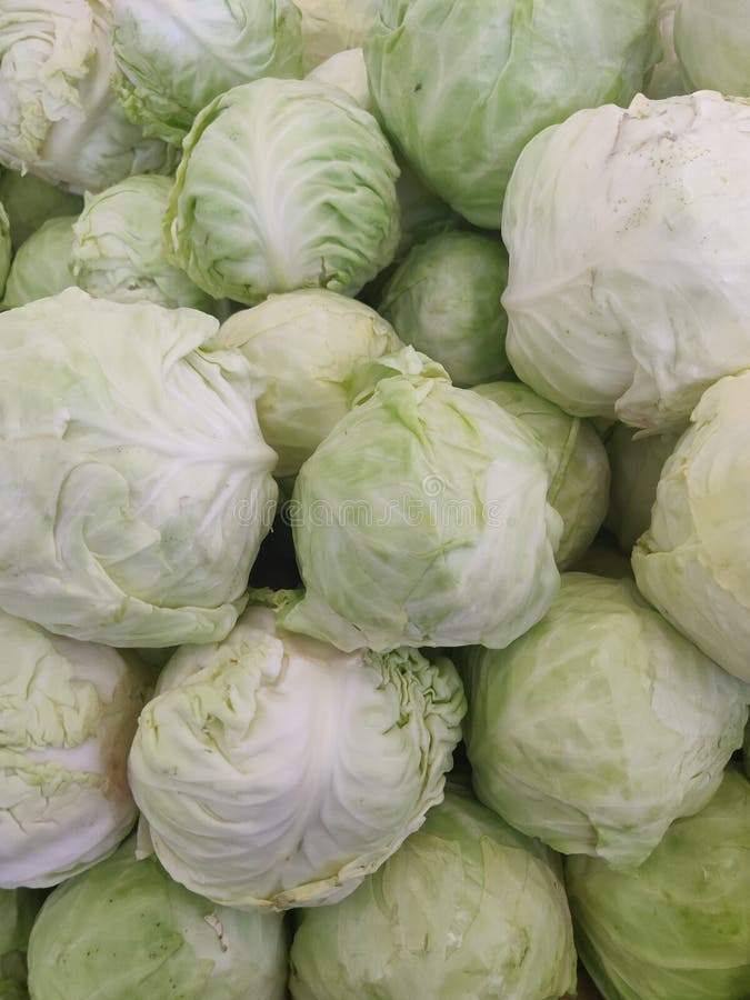 White Cabbage Top View on Display Stock Image - Image of isolated ...