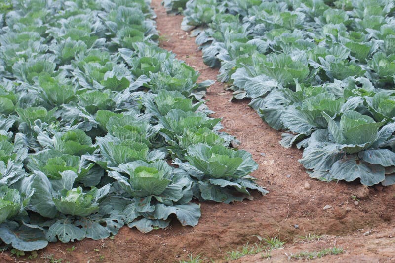 White Cabbage in White Cabbage Field Stock Photo - Image of cabbage ...