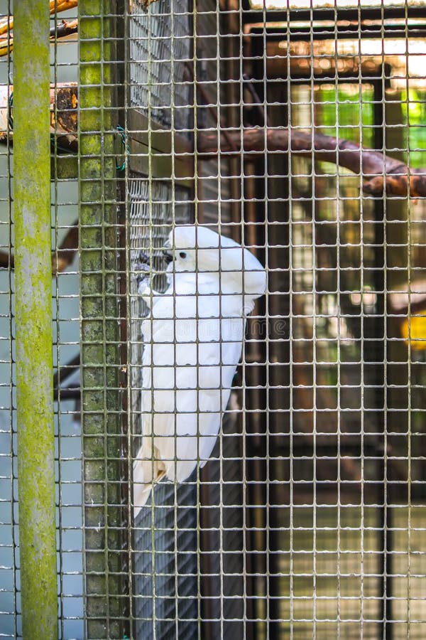 White Cacadu or Cacatuidae Parrots Behind the Bars in Zoological Garden ...