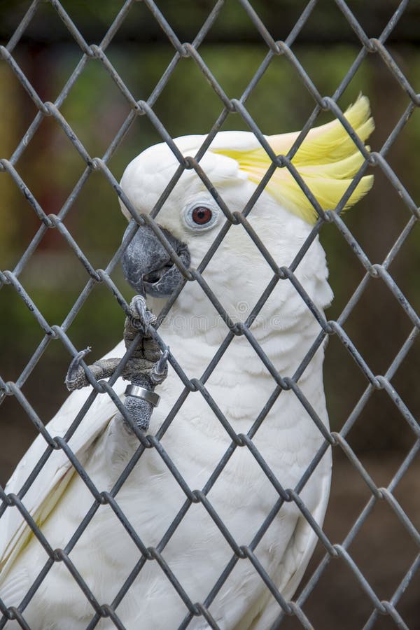 White Cacadu or Cacatuidae Parrots Behind the Bars in Zoological Garden ...