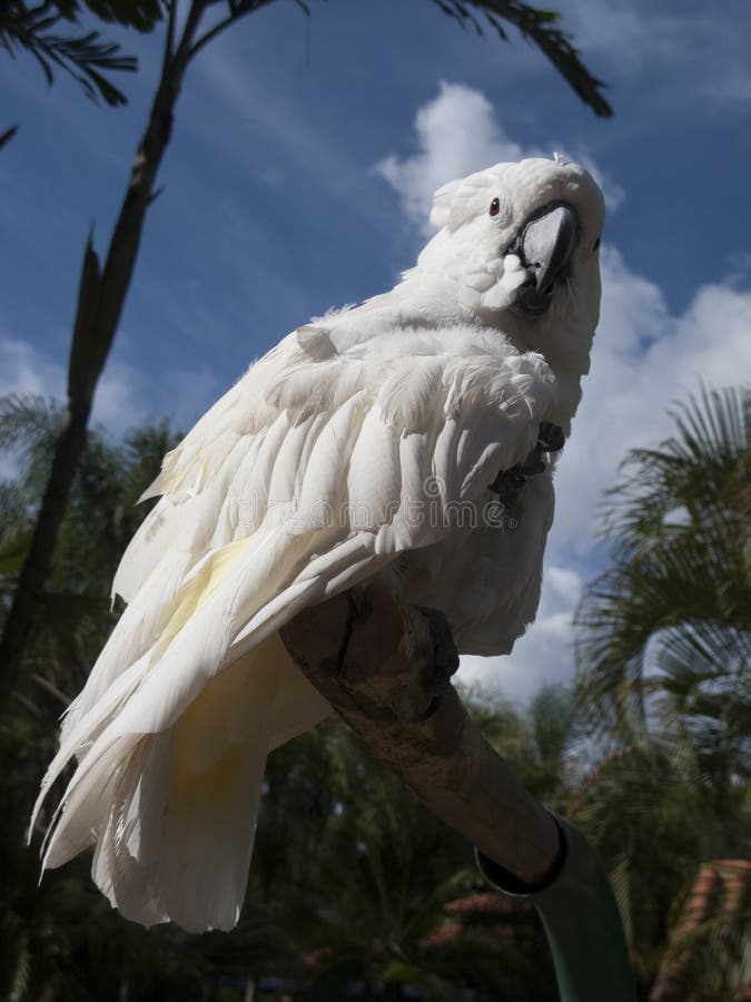 White cacatua, cocatoo stock photo. Image of beauty - 104818548