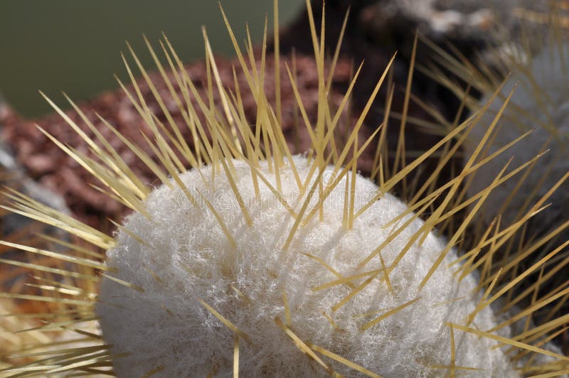 White cactus stock photo. Image of spike, closeup, thorn - 19121230