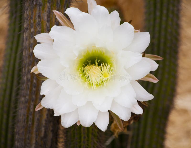 White Cactus Flower Front View Stock Photo - Image of blossom ...