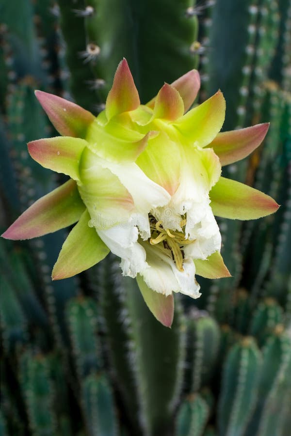 White Cactus Flower stock image. Image of close, arid - 74590833