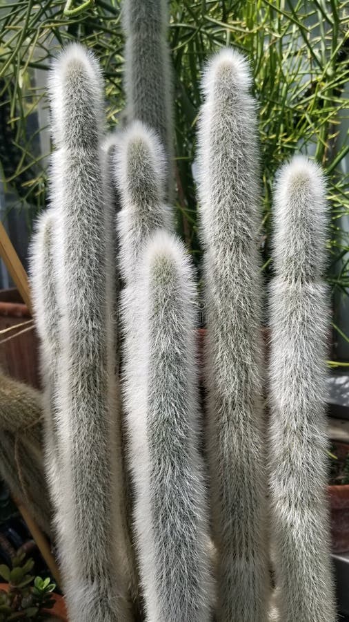 Flowers stock photo. Image of tall, white, cactus, flowers - 121238726