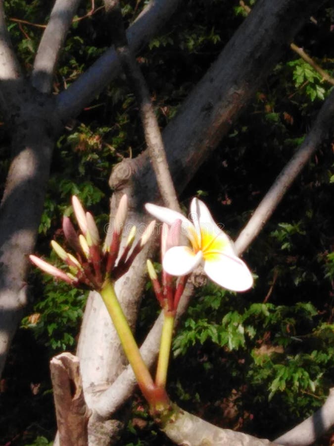 White calachuchi flower stock image. Image of calachuchi - 175469485
