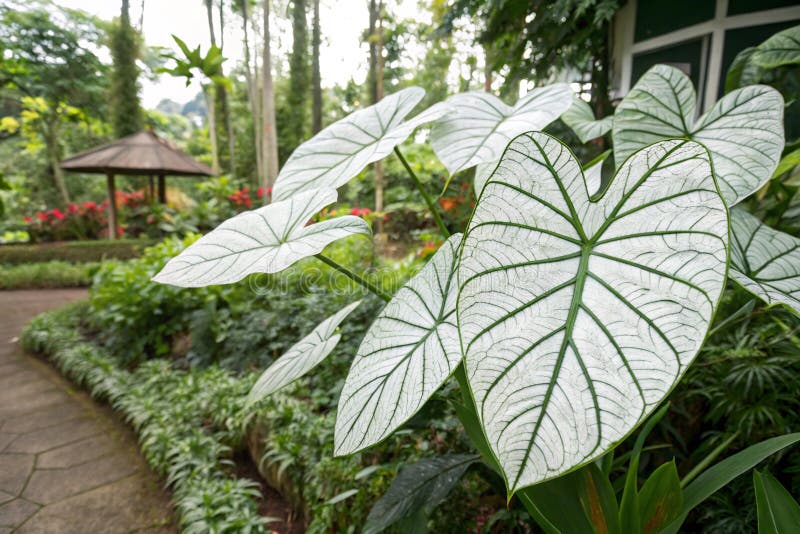 White Caladium in Bandung, Indonesia Stock Illustration - Illustration ...