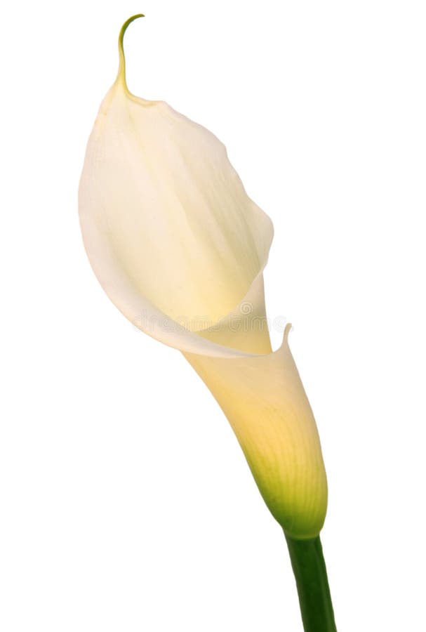 White Caliliy Stock Photos - Free & Royalty-Free Stock Photos from ...