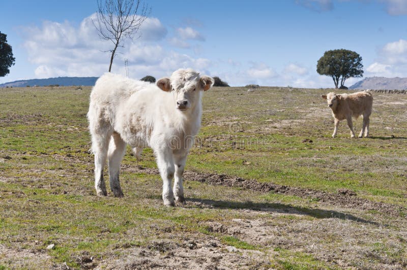 White calf stock image. Image of male, nature, rural - 19607353