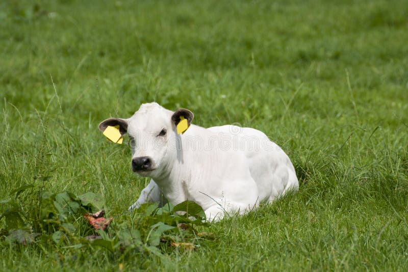 Calf stock image. Image of grass, bull, curious, countryside - 25111441