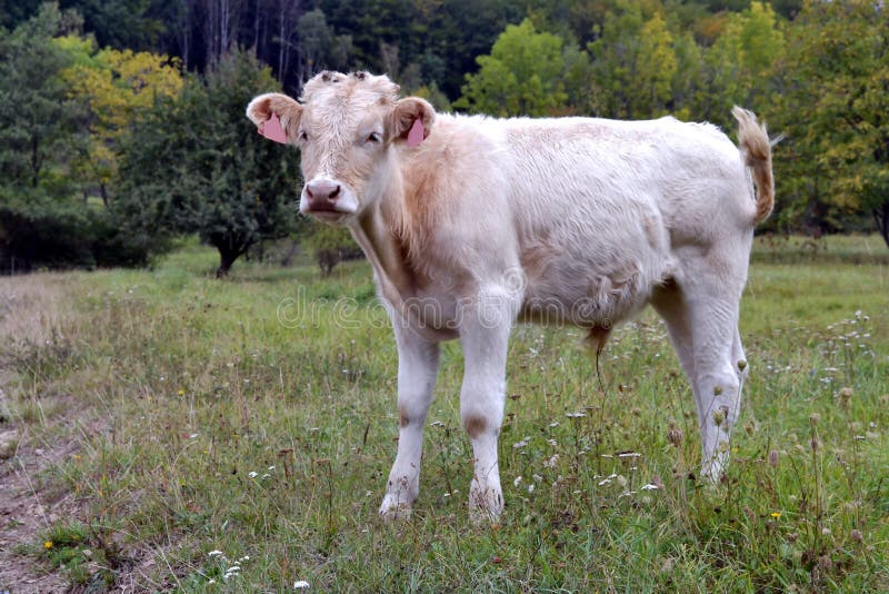 White calf stock photo. Image of beef, calve, farm, milk - 26689586