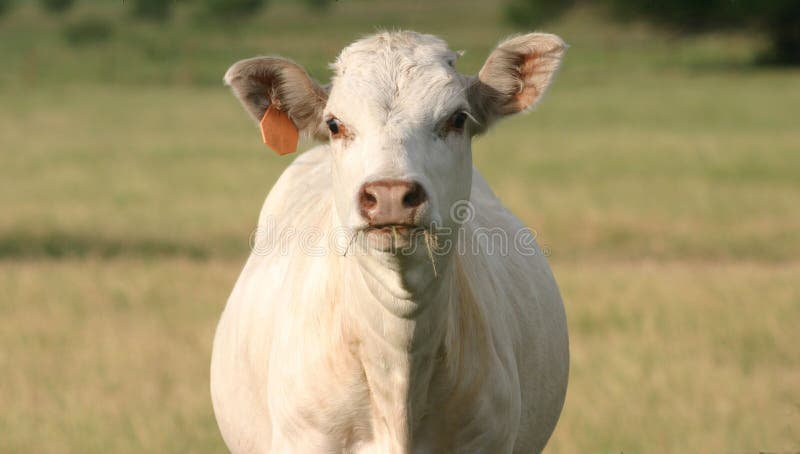 White Calf Picture. Image: 930283