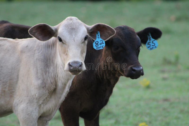 Two calves stock photo. Image of black, calf, agriculture - 123646126