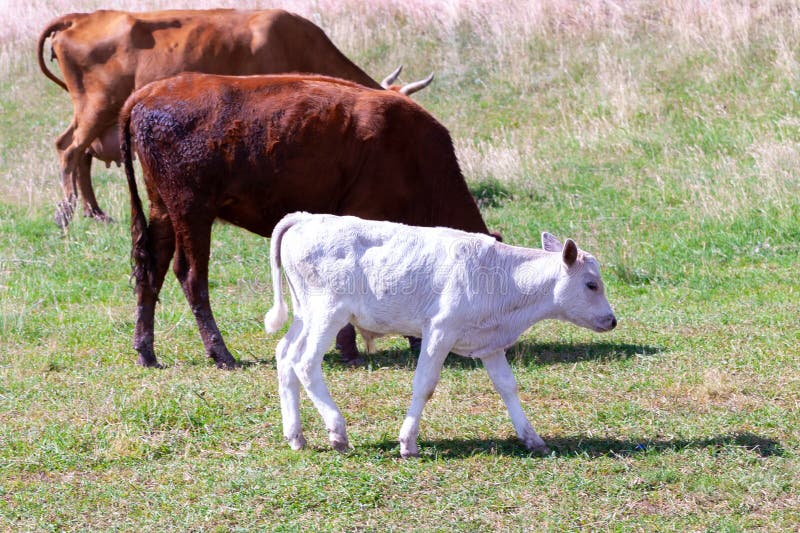 The white calf is grazing stock image. Image of feed - 211569445