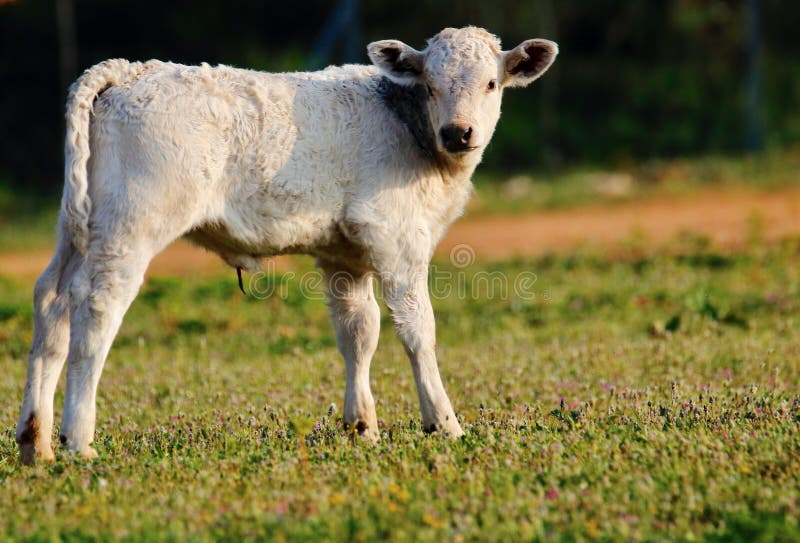 White calf stock photo. Image of calf, white, field - 144427702