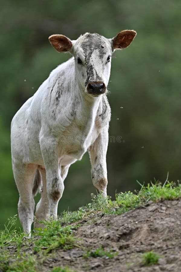White Calf on the Meadow Animals Domestic Stock Photo - Image of ...