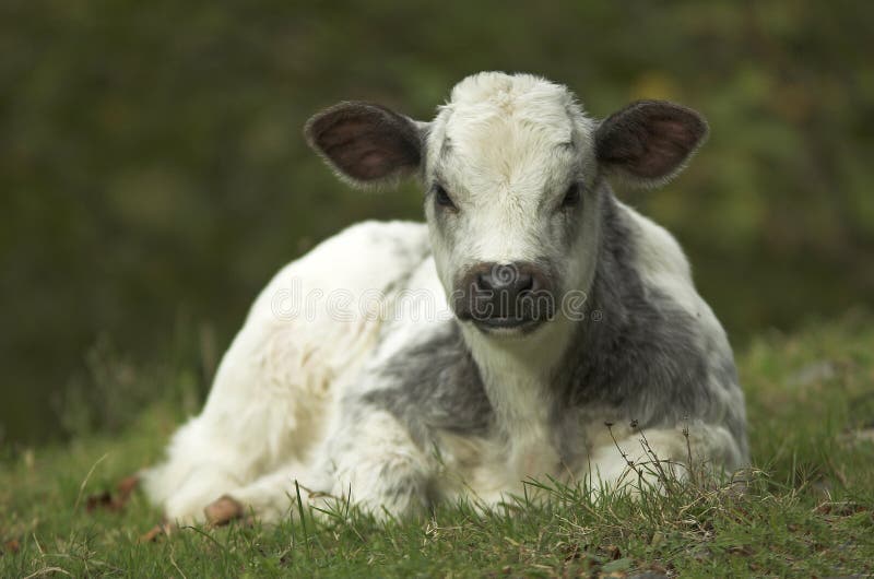 White calf stock image. Image of grass, farm, beatiful - 96312701