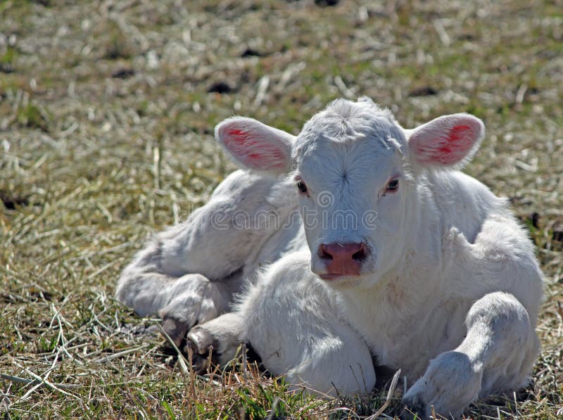 White Calf in Sunshine stock photo. Image of young, mammal - 57007192