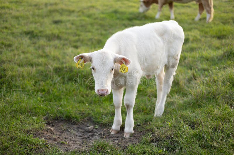 White Calf with Yellow Ear Tags Standing in a Green Meadow Editorial ...