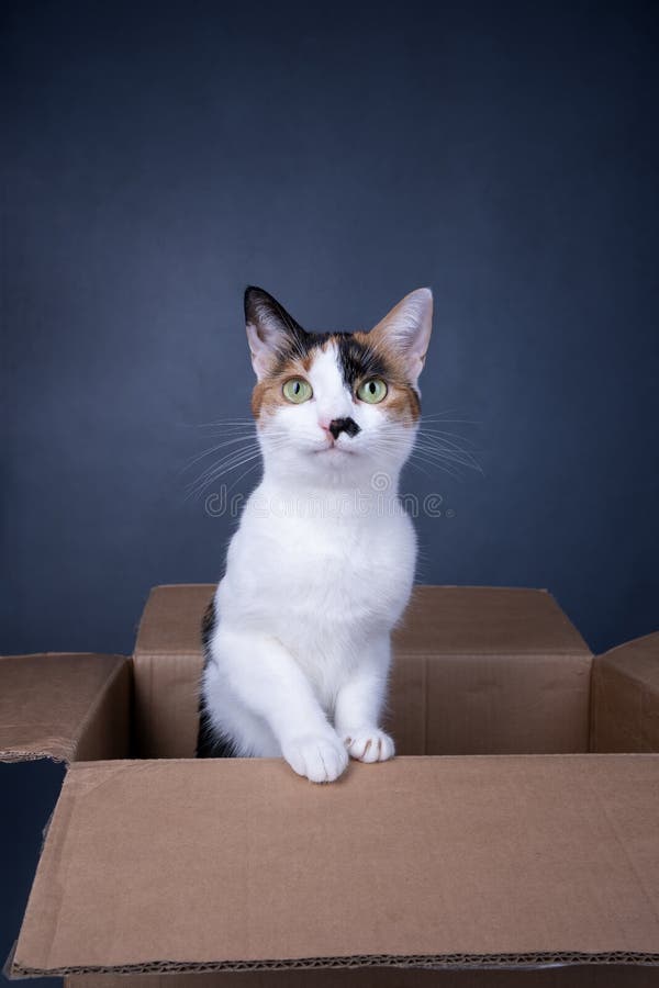621 Cat Inside Cardboard Box Stock Photos - Free & Royalty-Free Stock ...