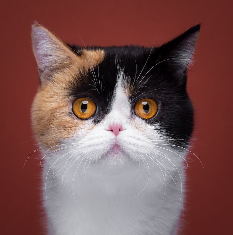 319 Calico Persian Cat Stock Photos - Free & Royalty-Free Stock Photos ...