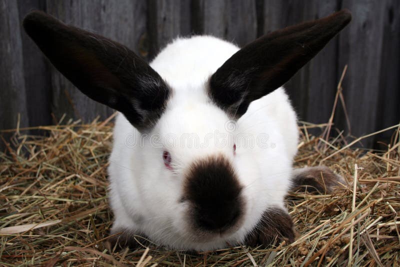 White California rabbit stock photo. Image of animal - 138009638