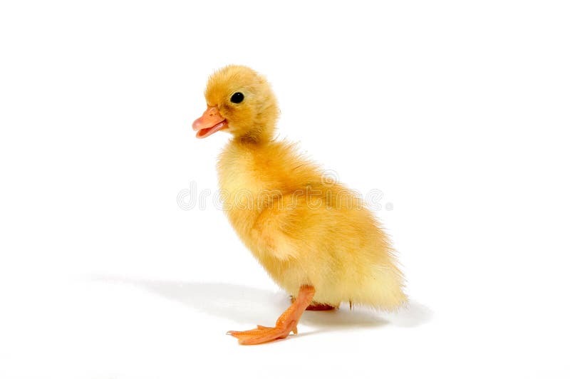 White Call Bantam Duck stock photo. Image of yellow, farm - 14277374