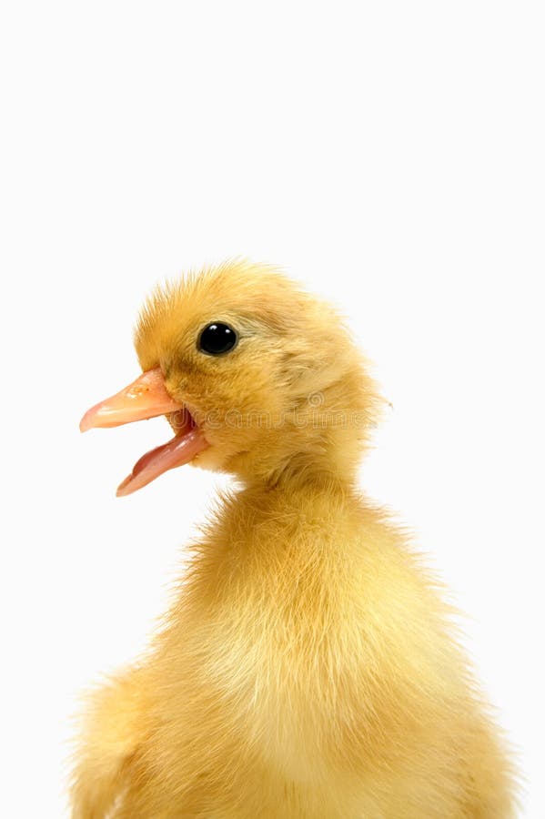 White Call Bantam Duck stock image. Image of farm, young - 14277393