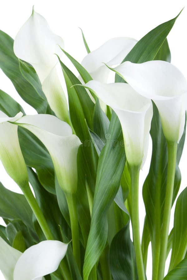 White Calla stock image. Image of calla, closeup, bloom - 22273239
