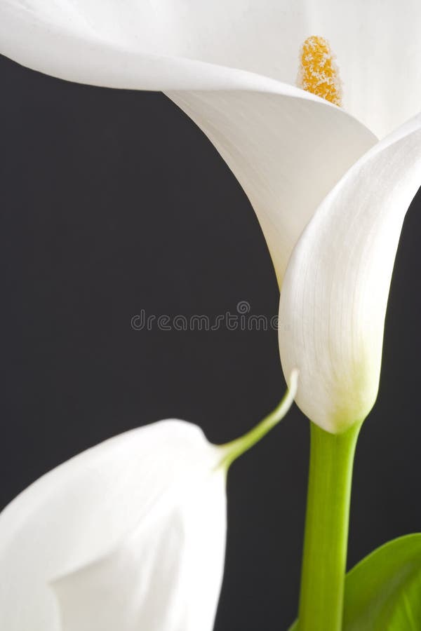 White Calla Lilies stock image. Image of white, callas - 43439609
