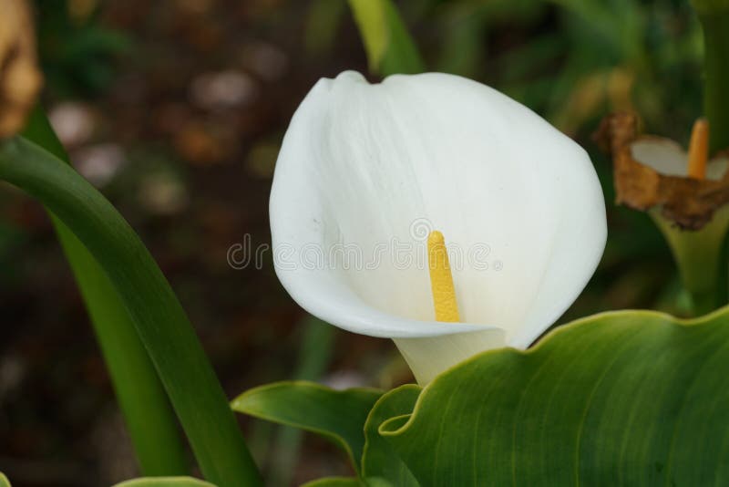 White calla stock image. Image of floral, natural, white - 70856831
