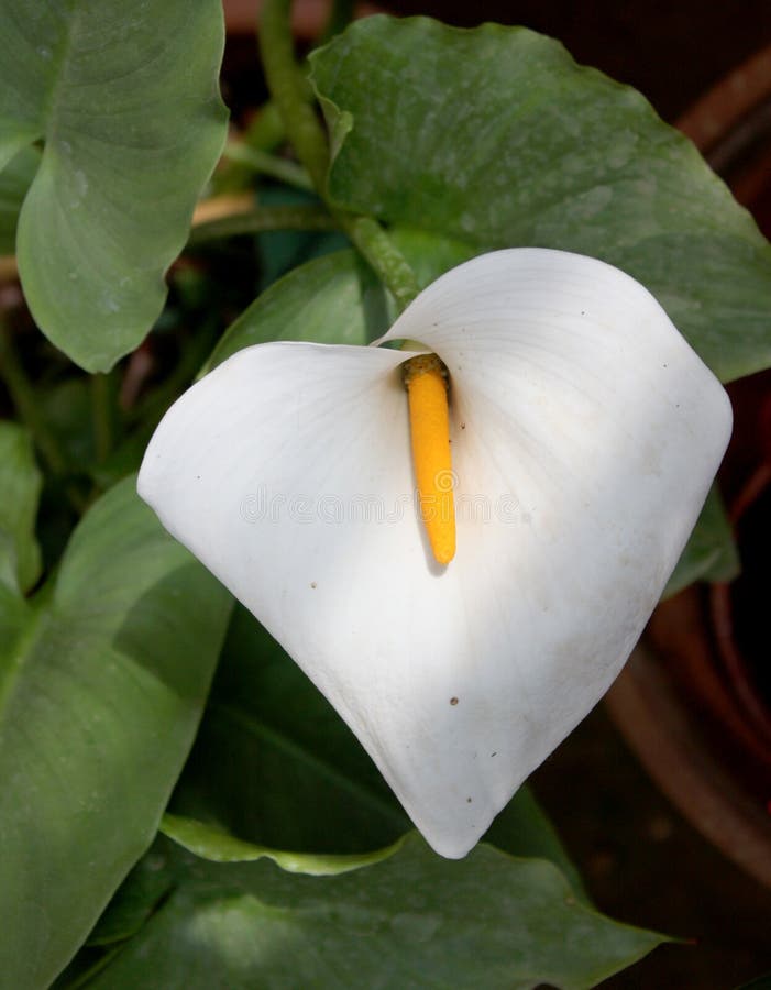 White calla stock photo. Image of light, calla, immaculate - 93171106